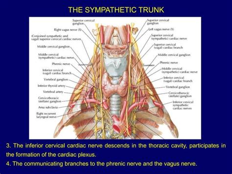 Lecture № 26 Anatomy Of The Vegetative Nervous System Pdf
