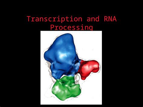Ppt Transcription And Rna Processing Rna Synthesis And Transport In