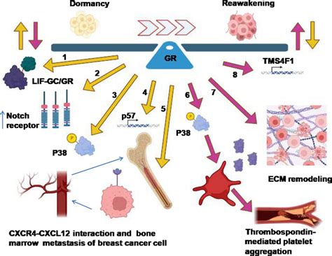 Glucocorticoid Receptor As The Pivotal Balancer Mediating The Download Scientific Diagram