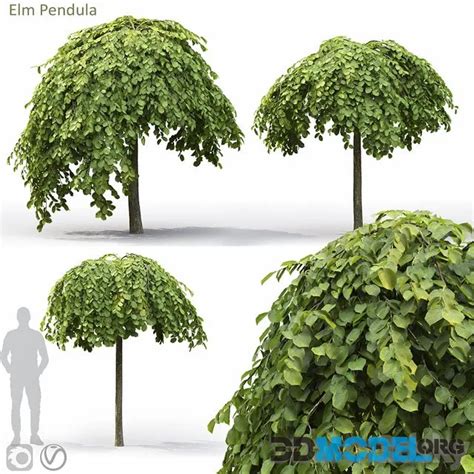 3d Model Elm