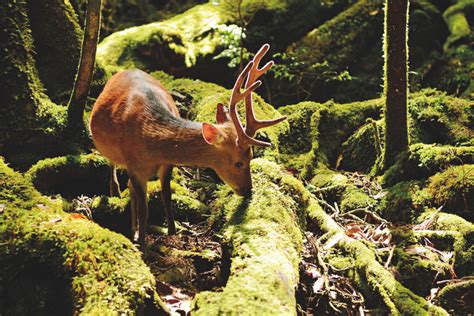 Wet Remote And Full Of Magic—a Trip To Japans Yakushima Island