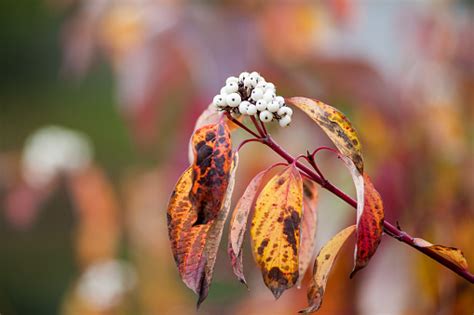 붉은 잎은 야생에서 닫힙입니다 붉은 가을 포도 잎의 가지 파르테노시스 퀸케폴리아 단풍 흰색 배경에 격리 0명에 대한 스톡 사진 및 기타 이미지 Istock