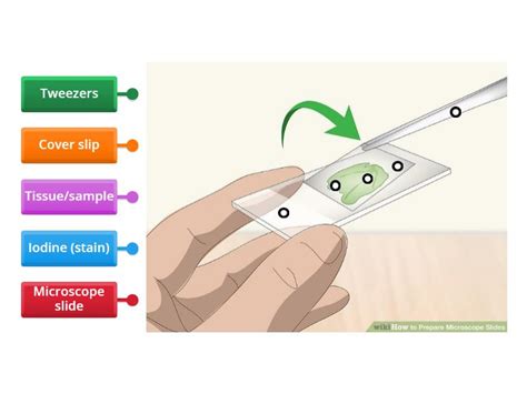 Microscope Slide Labelling Labelled Diagram