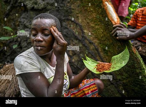 Pygmy Woman Of The Baka Or Baaka People Smearing Tree Bark On Her Face
