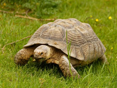 African Spurred Tortoise