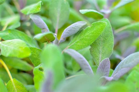 Close Up Of Sage Plant In Herb Garden Stock Image Image Of Green