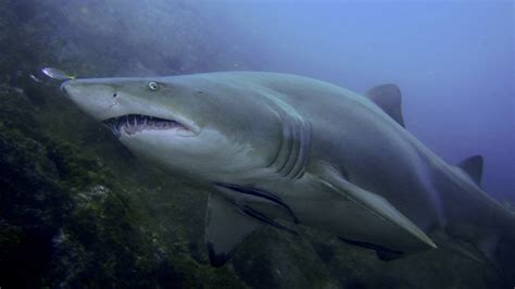 Shark Sex Lives Secrets Reveal Love Hurts But Wounds Heal Oceanographic