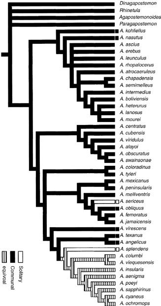 Known Behaviours Coded And Optimized On The Phylogeny Presented In