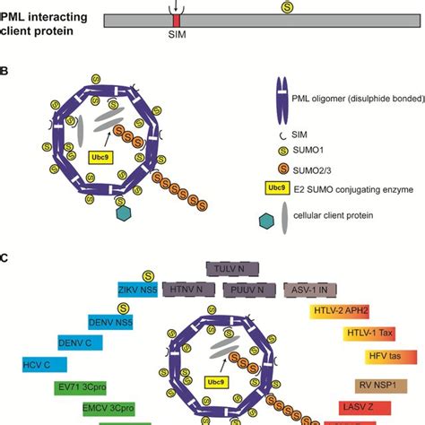 Structure Of Promyelocytic Leukemia Pml Protein And Pml Nuclear Download Scientific Diagram