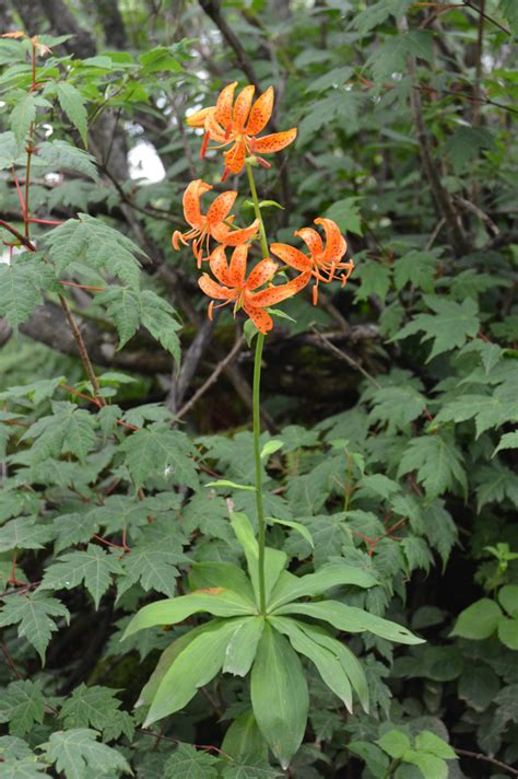 말나리 하늘말나리 오마이 야생화 콩나물대제국