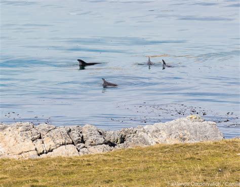 Citizen Science Cetacean Surveys Falklands Conservation