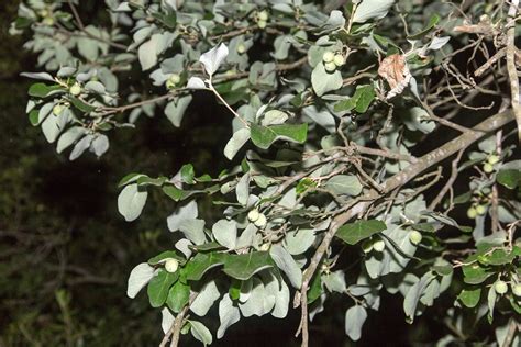 Styrax officinalis - Изображение особи - Плантариум