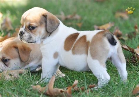 43 Best Min Pin Mix Ideas Pit Bull Puppies Miniature Pinscher Mix