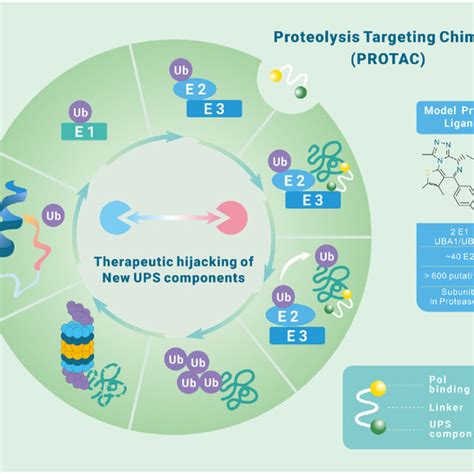 The Ubiquitin Proteasome Pathway That Can Be Hijacked For Protac