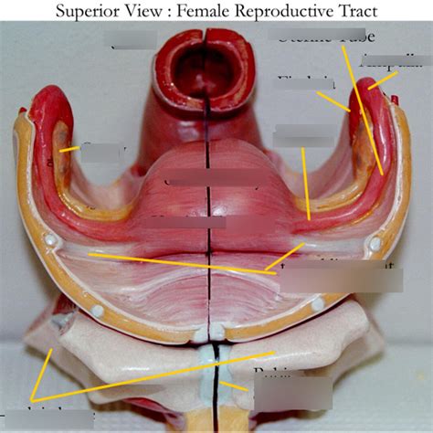 Fem Reproductive Diagram Quizlet