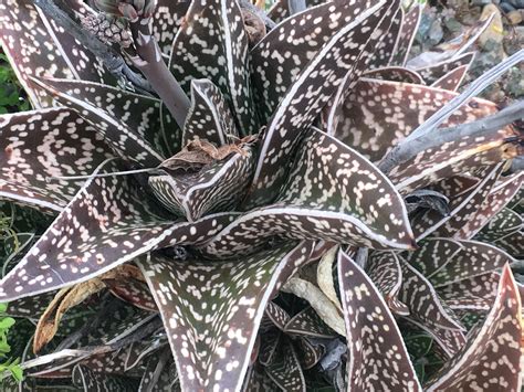 Fractals In Nature Sequence Repeating Pattern Fractals In Nature