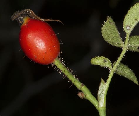 Small Flowered Sweet Briar Naturally