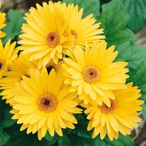 Types Of Yellow Flowers List Of Names With Pictures