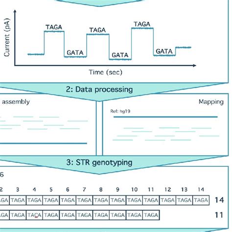 Comparison Of Currently Available Oxford Nanopore Technologies Download Scientific Diagram