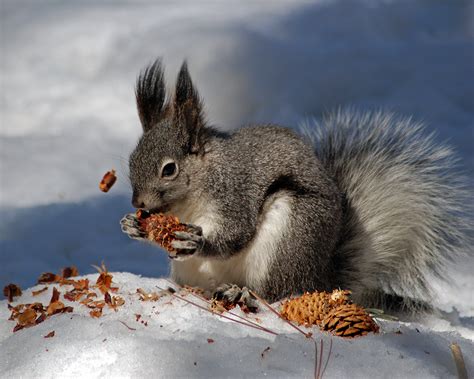 Abert S Squirrel Bandelier National Monument U S National Park Service