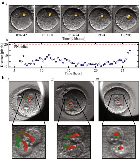 Trajectories Of Pn Dynamics Depicted Using Optical Flow A Validation