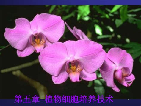 第五章 植物细胞培养技术第1 2节 课件 共57张ppt 《细胞工程》（高教版） 21世纪教育网