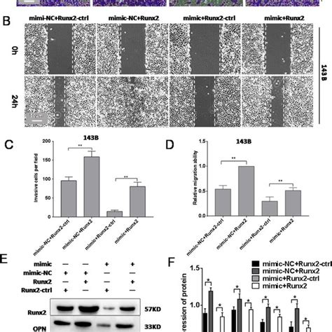 Overexpression Of Runx2 Rescued The Inhibiting Effect Of Mir 302b On