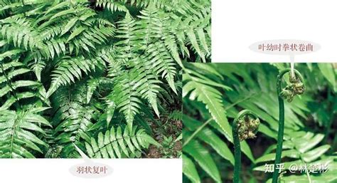 67种草本植物快速识别 知乎