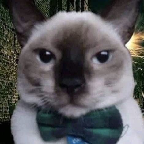 90 Ideas De Gatos God En 2025 Meme Gato Gatitos Divertidos Gatitos Adorables