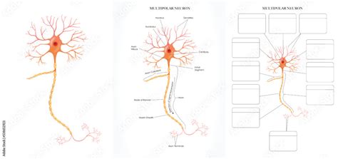 Neuron Nerve Cell Anatomy Colorful Illustration Labeled And