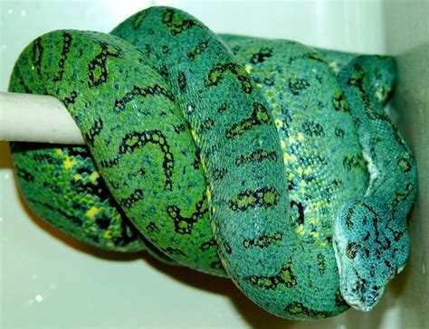 Snake Eaters Carpet Python X Green Tree Python Carpondro
