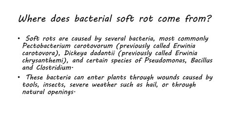 Bacterial Soft Rot Pptx