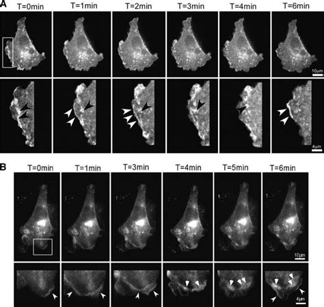 Subcellular localization of αIIbβ3c Src and c SrcSyk complexes Download Scientific Diagram