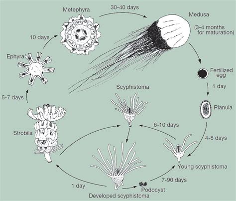 Nemopilema Nomurai The Nervous Systems Of The 9 Phylums