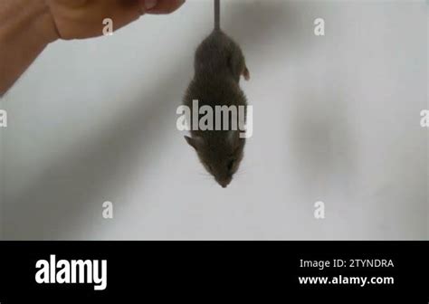 Man Caught And Holds The Tail Of A Gray House Mouse Against The Background Of A White Wall Stock