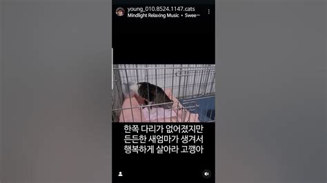 창원 교통사고로 뒷다리를 다친 고깽이 퇴원하던 날 Youtube