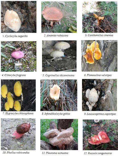 Pectoral View Of Some Of The Macrofungi Of Bajaur Download