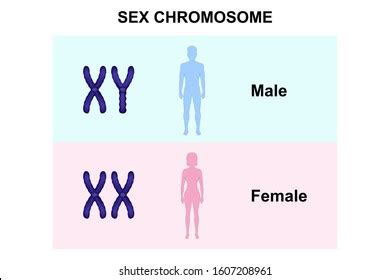 2 Thousand Sex Chromosomes Royalty Free Images Stock Photos Pictures Shutterstock