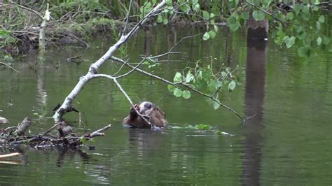 Beaver Eating Tree Stock Video Footage 4K And HD Video Clips Shutterstock