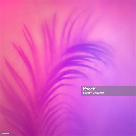트렌디 한 듀오 톤 네온 백라이트에 열대 야자수 잎 그림자 보라색 색상의 추상배경 0명에 대한 스톡 사진 및 기타 이미지 0명 그늘 그라데이션 Istock