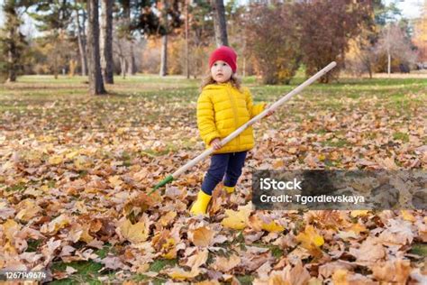 화창한 가을 날 뒷마당에서 단풍 나무 더미에 노란 재킷 갈퀴에 34 세의 작은 귀여운 소녀 쓰러진 잎을 청소하는 데 도움이됩니다 10월에 대한 스톡 사진 및 기타 이미지