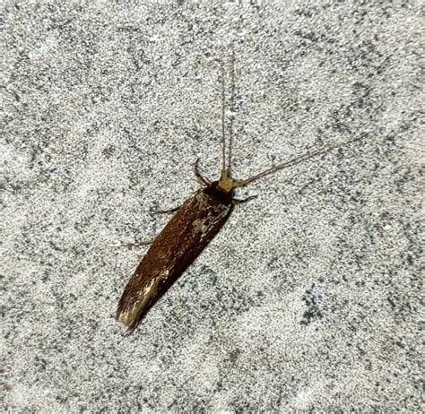 What Is This Insect Following My Plants Around And How Do I Exterminate