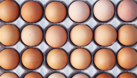 Types Of Eggs The Only Glossary You Need