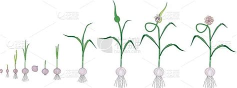大蒜的生命周期。大蒜从鳞茎到开花的连续生长阶段素材 花瓣网