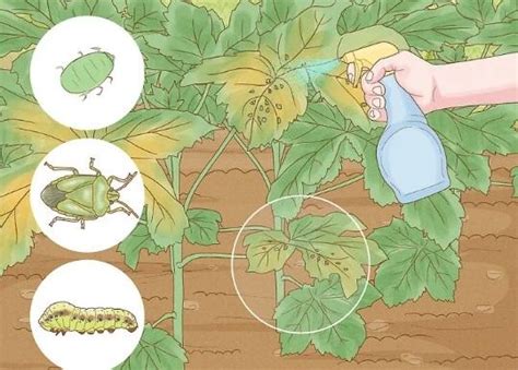 کاشت بامیه در باغچه خانه زمان پرورش، آفات، شرایط نگهداری و برداشت