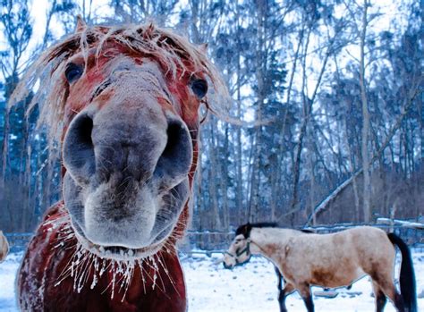 Tropikas Ziemines Busenos Horses Animals Camel