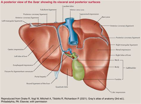 Liver Anatomy Associating Liver Partition And Portal Vein Occlusion