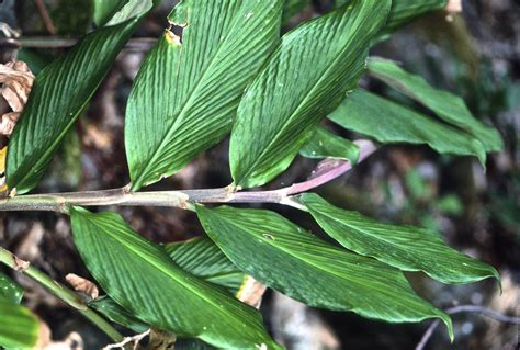 Zingiber Latifolium Zingiberaceae