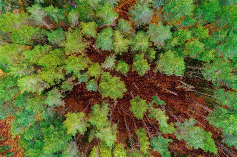 Drone Trees Stock Photos Images And Backgrounds For Free Download