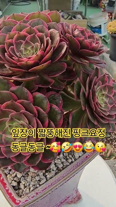 동글동글 동글이 ~🥰😍😘 유나초롱 초롱맘 핑크요정유나 에오니옴속 다육집사 다육판매 다육로드618 포항다육 포항다육키핑 Succulents 多肉植物